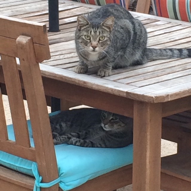 Contest Winner: CeCe and Abbey - FixNation
