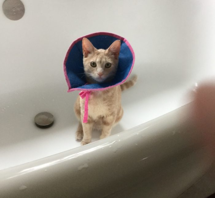 Meet children's book author Cynthia O'Brien! - FixNation